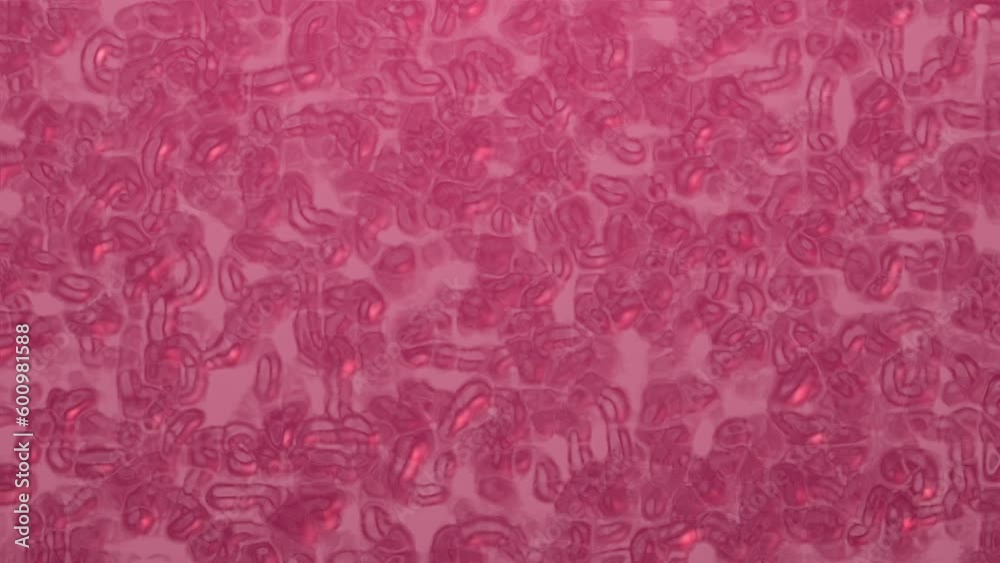 fluid animation filled with vibrant red microbial cells that move ...