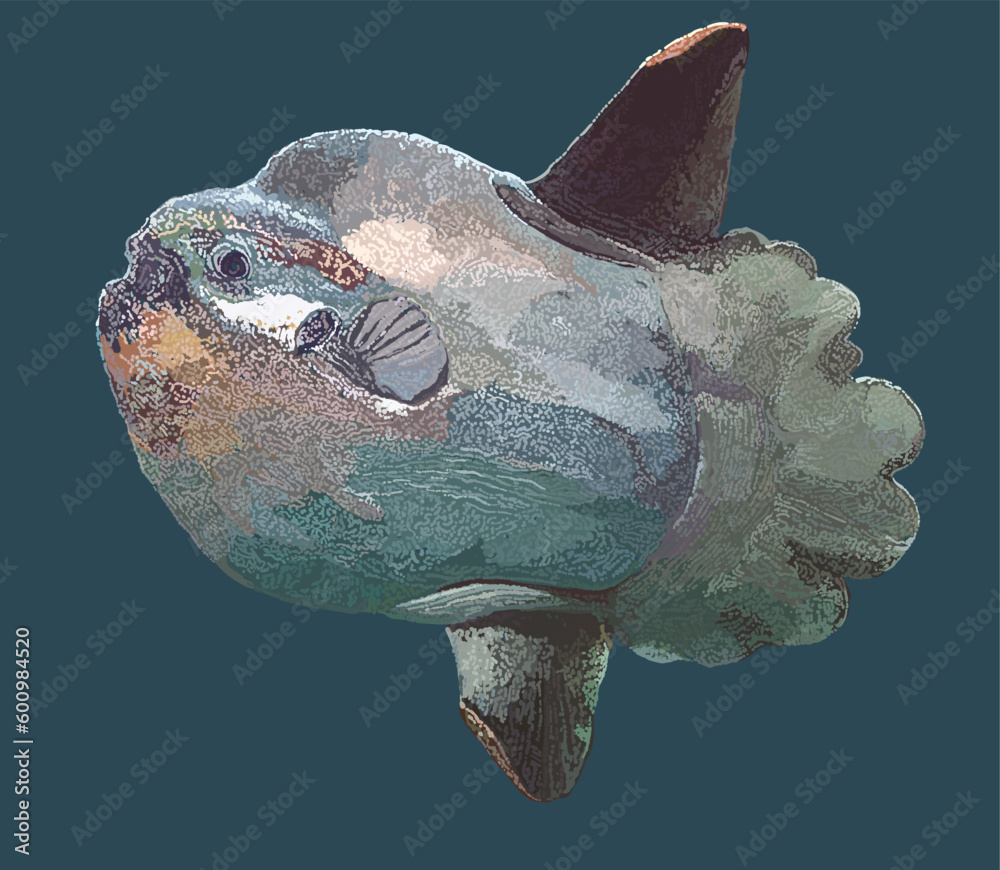Drawing Sunfish, giant, exotic, art.illustration, vector Stock Vector ...