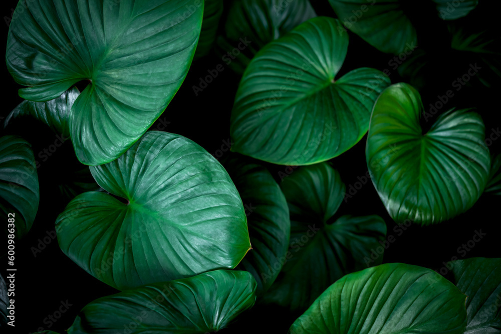 Greenery background, green color of nature plant and leaf environment ...