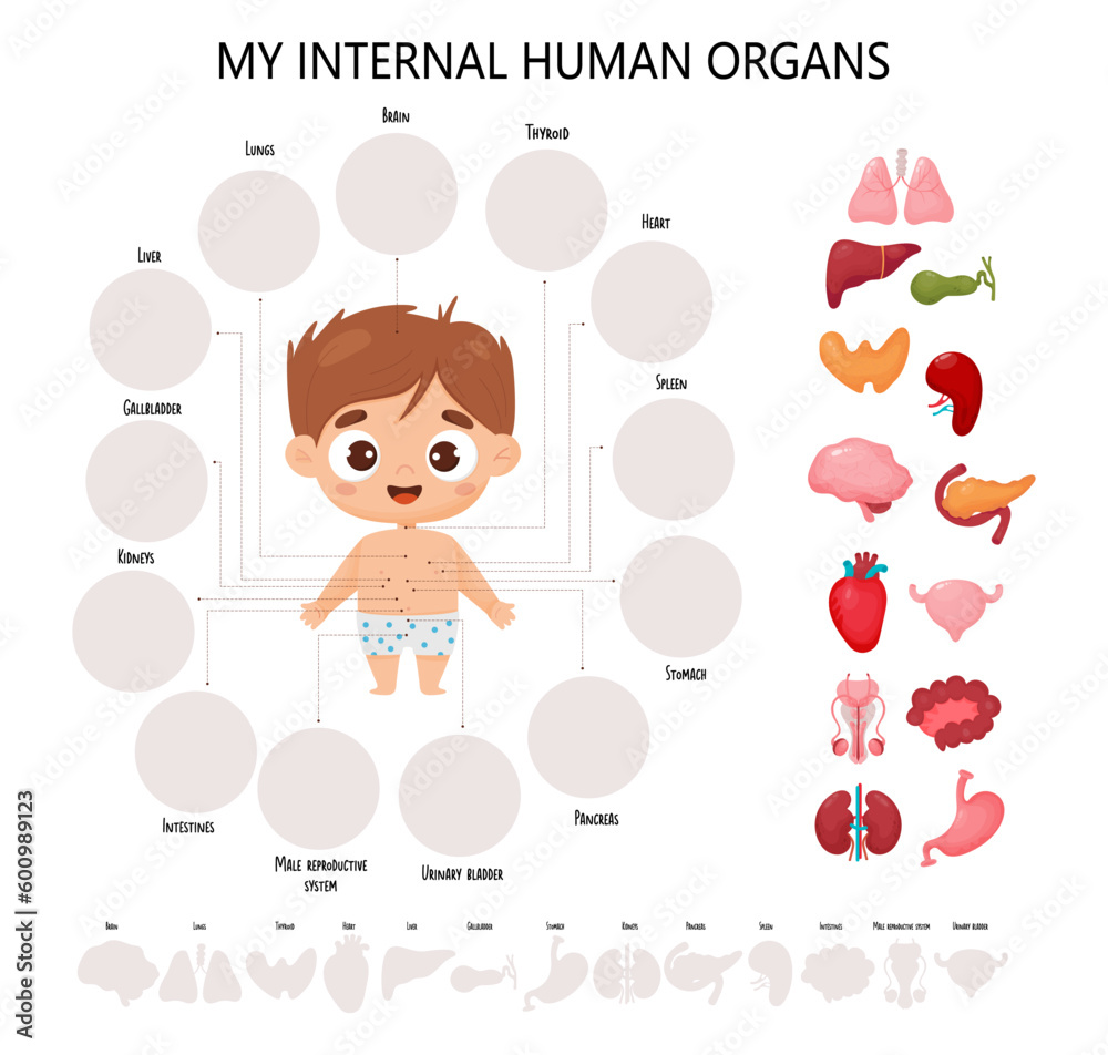 Anatomy human body. Educational infographics with cute boy. Visual ...