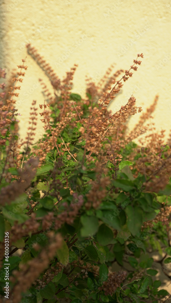 Holy basil, tulasi or tulsi, is an aromatic perennial plant in the ...