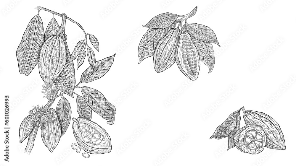 Sketch of cocoa plants. Hand drawn illustration. Cocoa, art sketch of ...