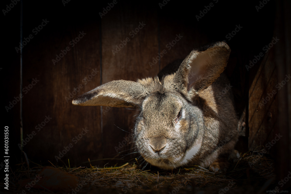Grey rust male bunny portrait in timber house Stock Photo | Adobe Stock