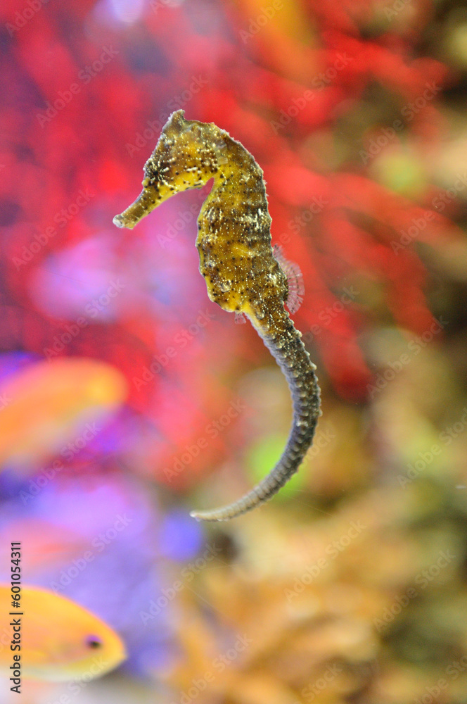 Seahorses is a genus of small marine fish . The unusual body shape of ...