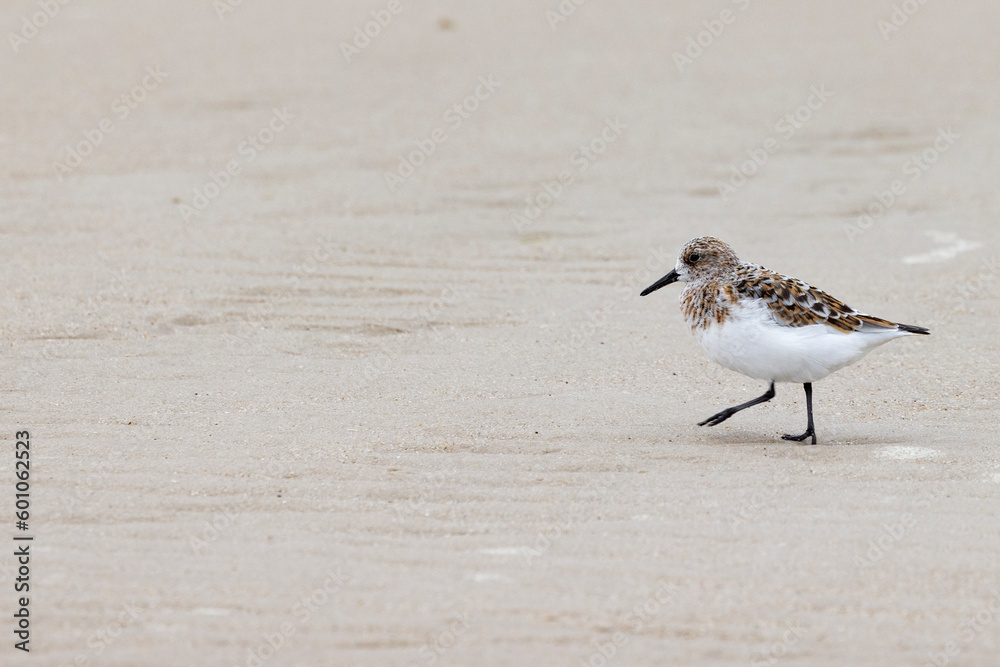 Sanderling (Calidris alba) is a small wading bird. The name derives ...
