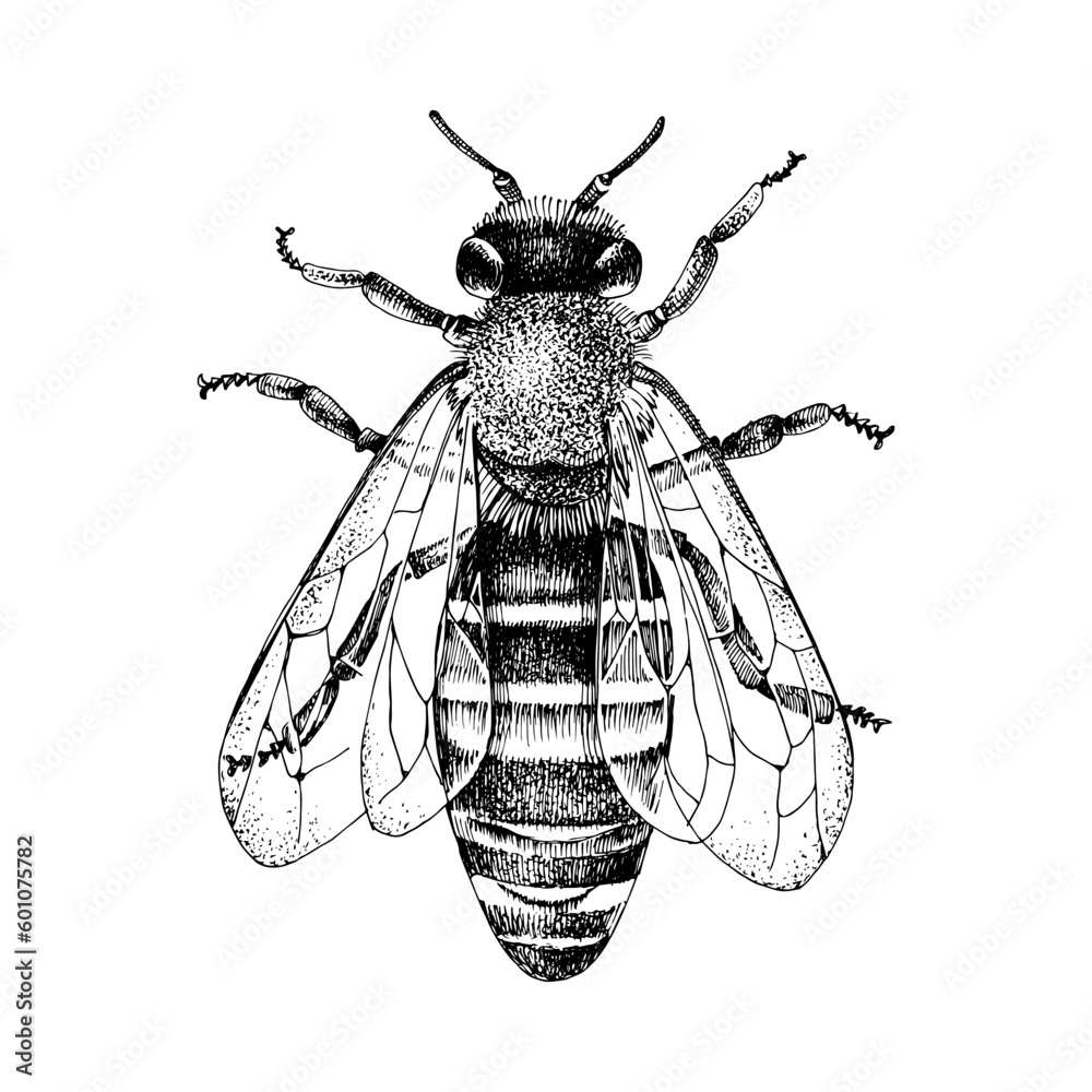 Monochrome Vector Illustration Of Front View Bee Stock Vector Adobe Stock