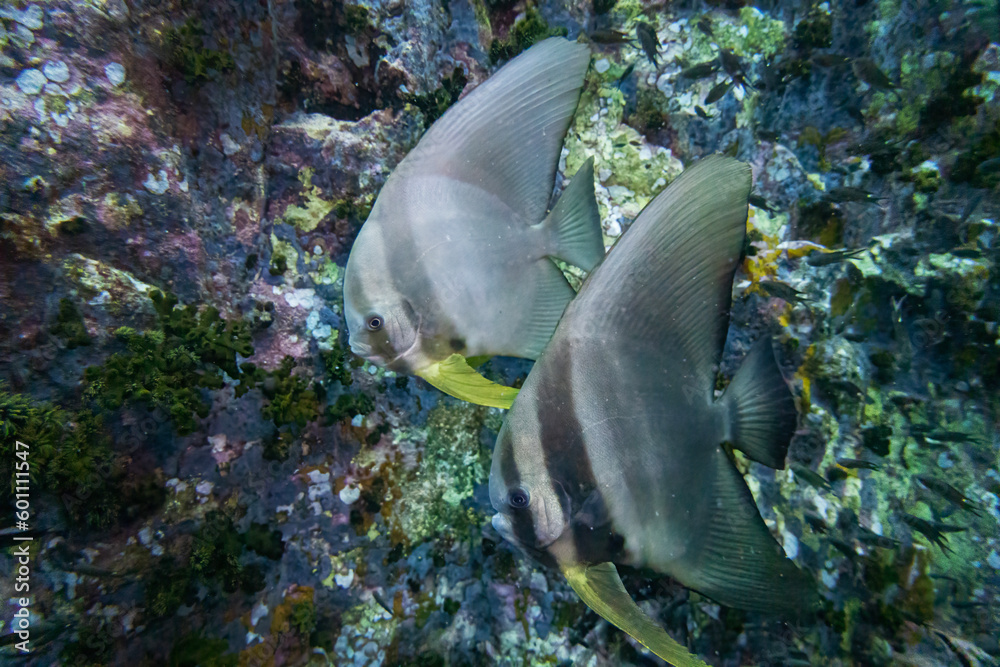 Couple Longfin Batfish swim underwater in deep blue sea with coral reef ...