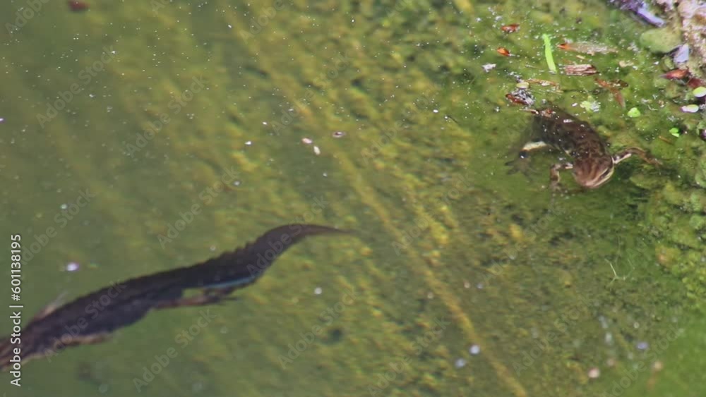 Mating couple of great crested newts or mating salamanders in garden ...