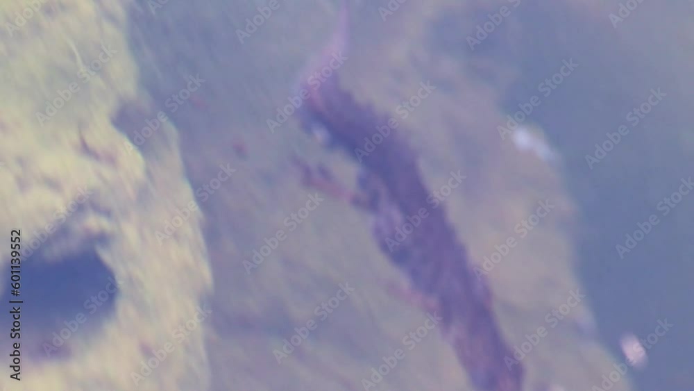 Mating couple of great crested newts or mating salamanders in garden ...