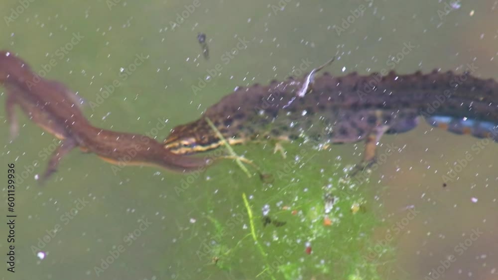 Mating couple of great crested newts or mating salamanders in garden ...