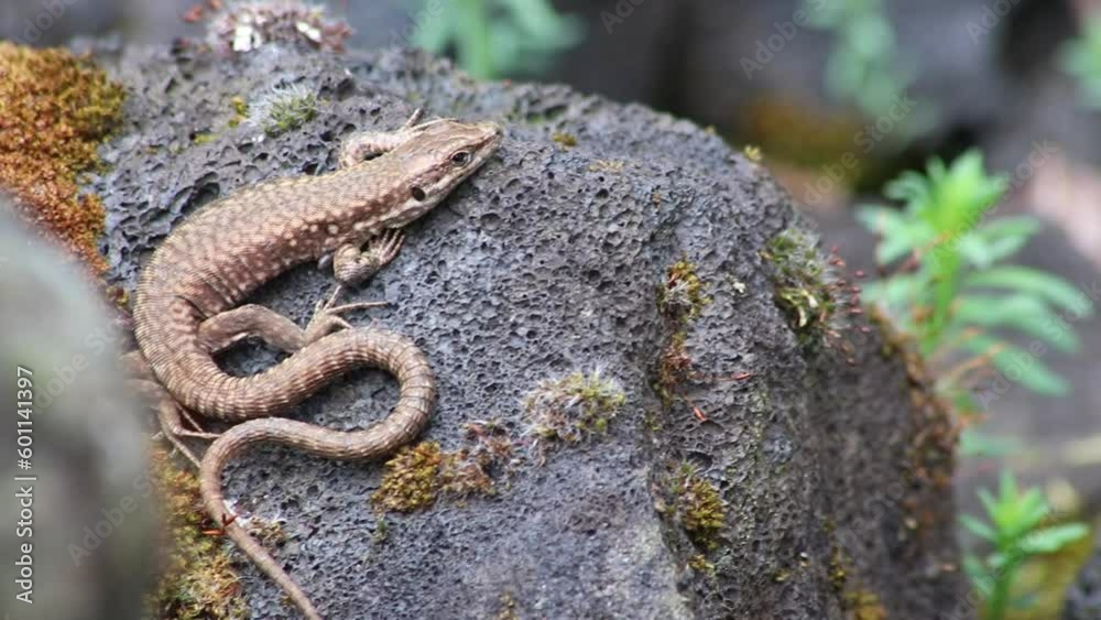 Brown lizard warming up in the desert sun and hiding in danger as shy ...
