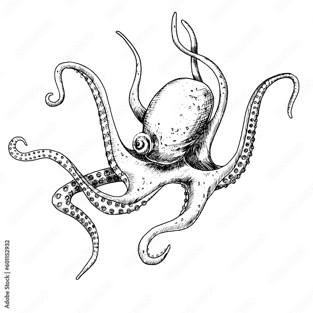 Octopus. Vector hand drawn illustration of underwater wild animal on ...