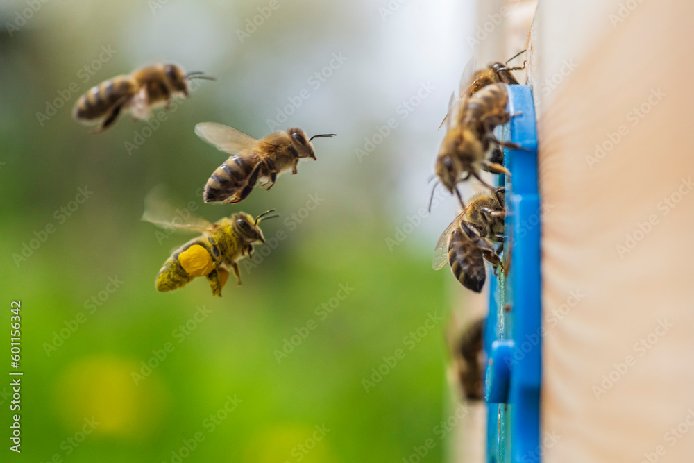 Three bees in flight in front of the hive entrance, where they return ...