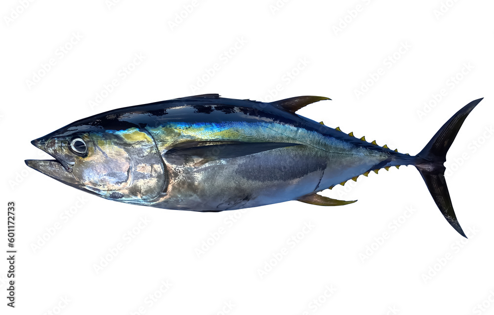 Fotografía Yellowfin Tuna on White Background, Hussain | Posters.es