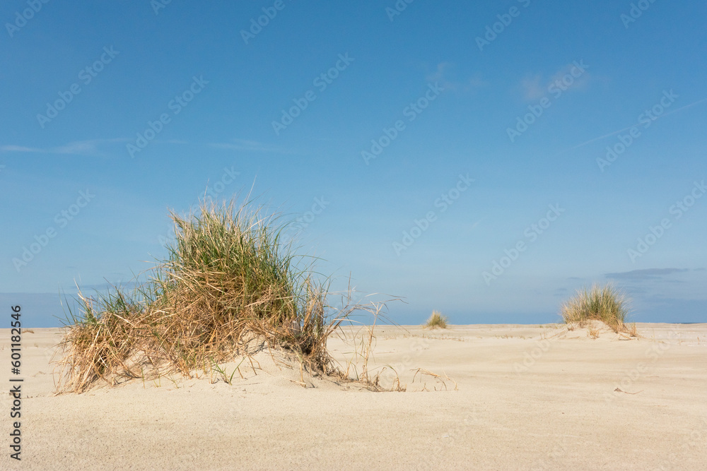 Ammophila arenaria, beach, beach grass, coast, dune forming, dune ...