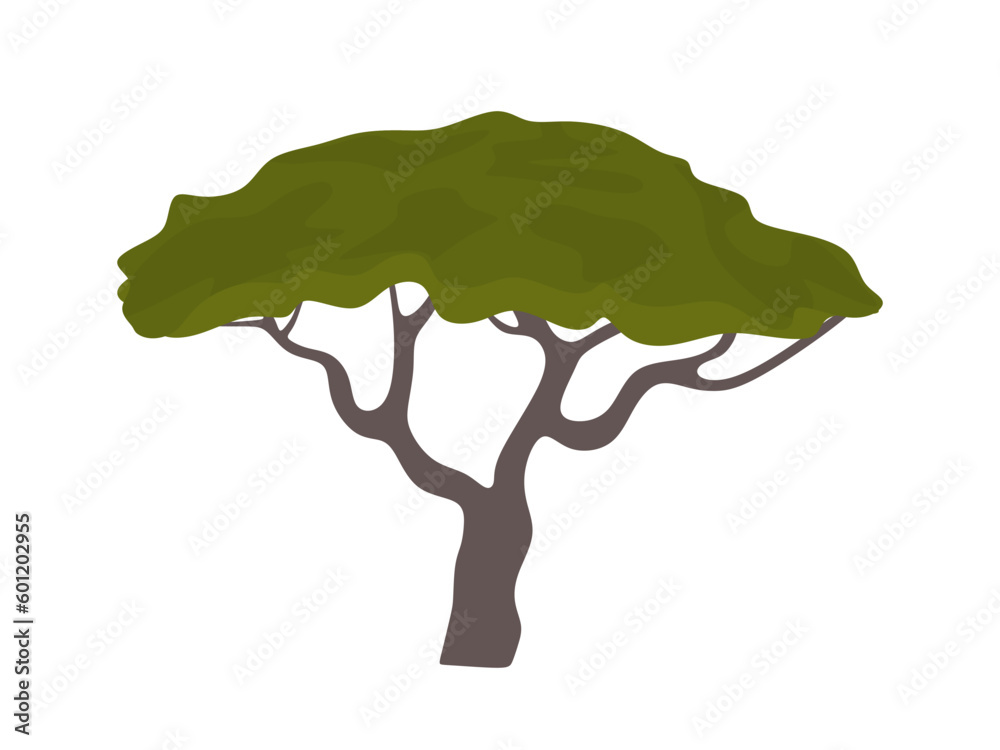 Acacia tree vector illustration. African tree silhouette isolated ...