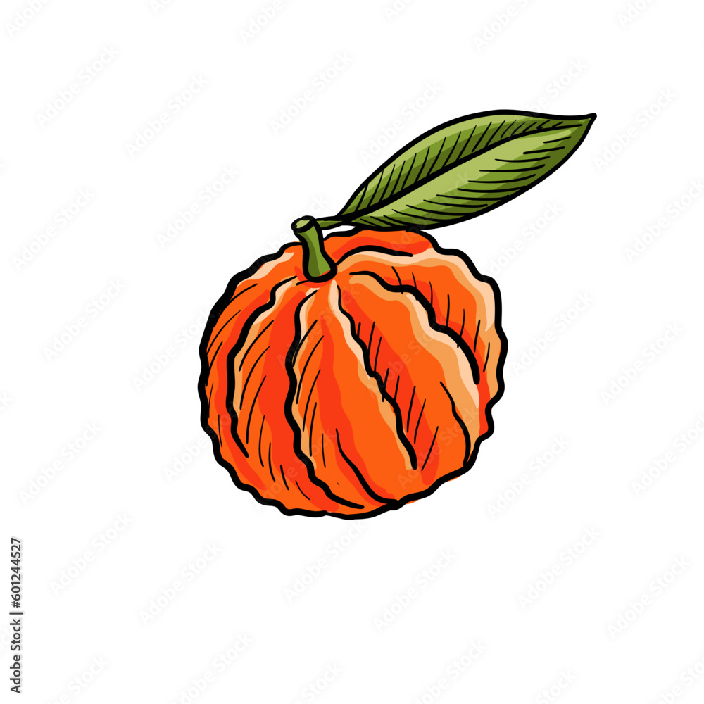 vector drawing bitter orange, citrus fruit isolated at white background ...