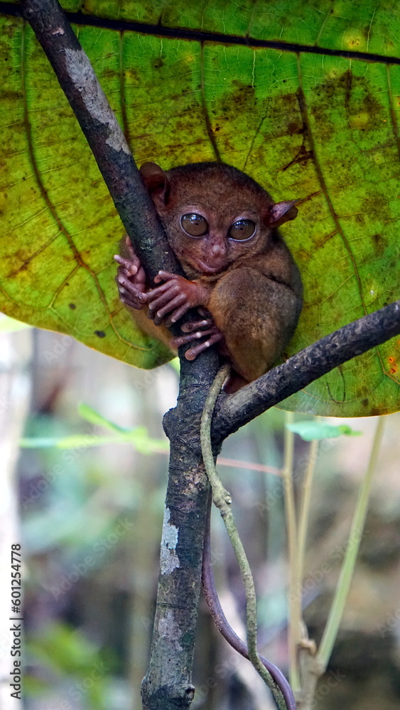 Portrait of Tarsier monkey (Tarsius Syrichta) in natural jungle environment at bohol Island on ...