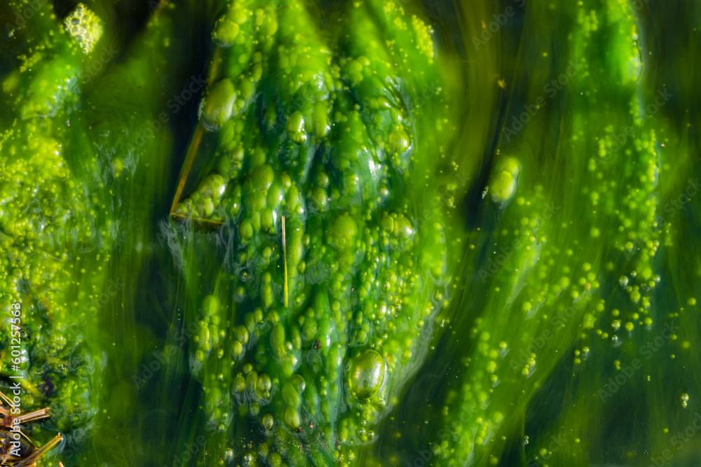 Water pollution by blooming blue-green algae - Cyanobacteria is world ...