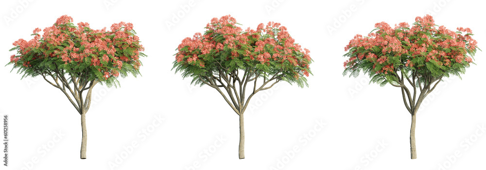 3D illustration of a Delonix regia tree in transparent background Stock ...