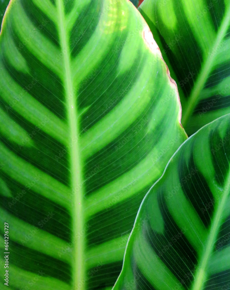 Green leave (Calathea zebrina) textured backgroundCalathea zebrina ...