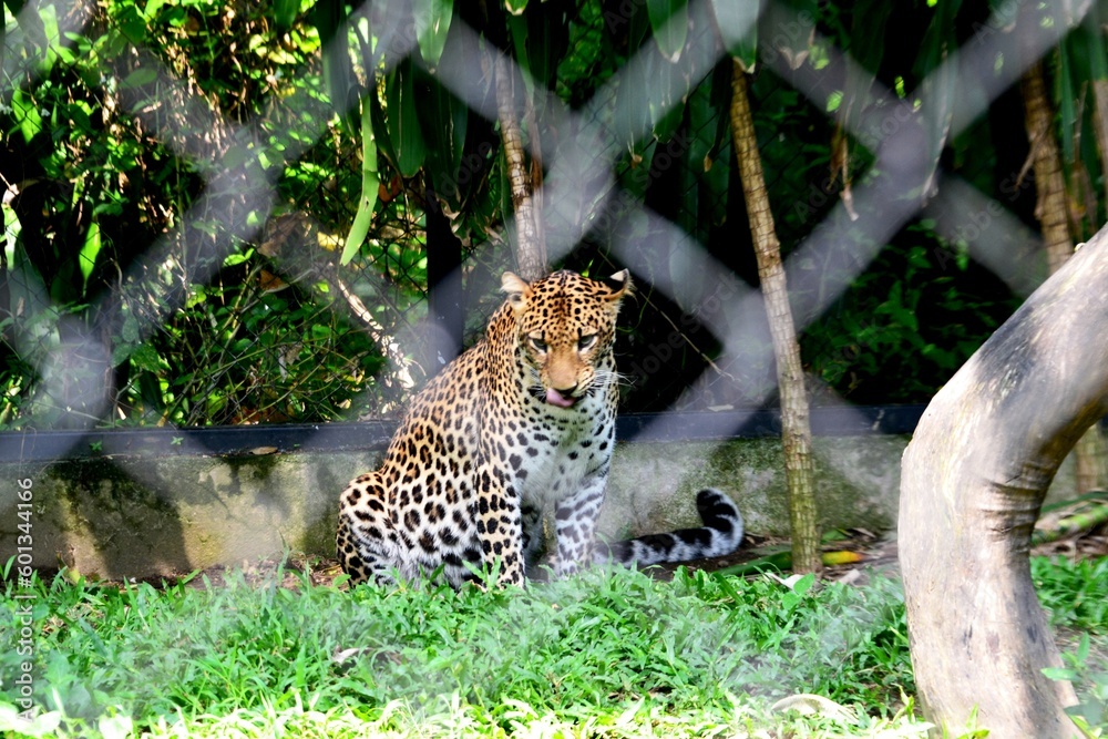 The Javan leopard or Panthera pardus melas is a solitary, nocturnal ...