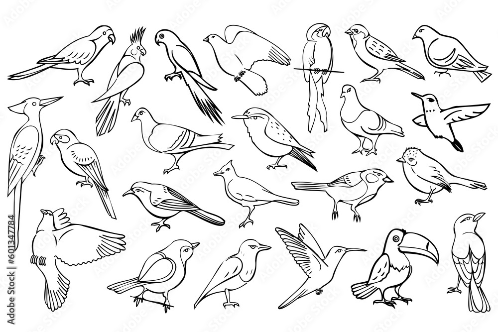 Line art birds. Line drawing illustrations collection from different type birds. Hand drawn ...