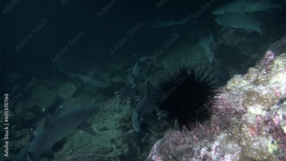 Underwater close-up of reef sharks in Isla Del Coco. Moment you plunge ...
