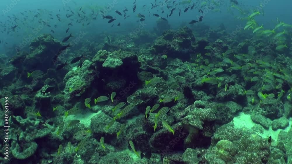 Stockvideon Immerse yourself in vibrant marine world of Isla Del Coco ...