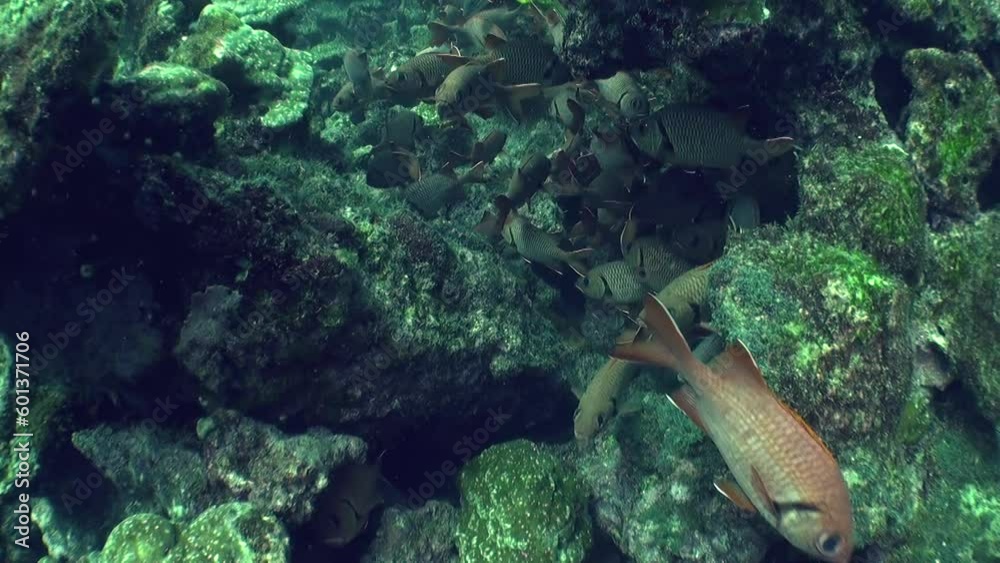 Dazzling display of tropical fish and corals in Isla Del Coco waters ...