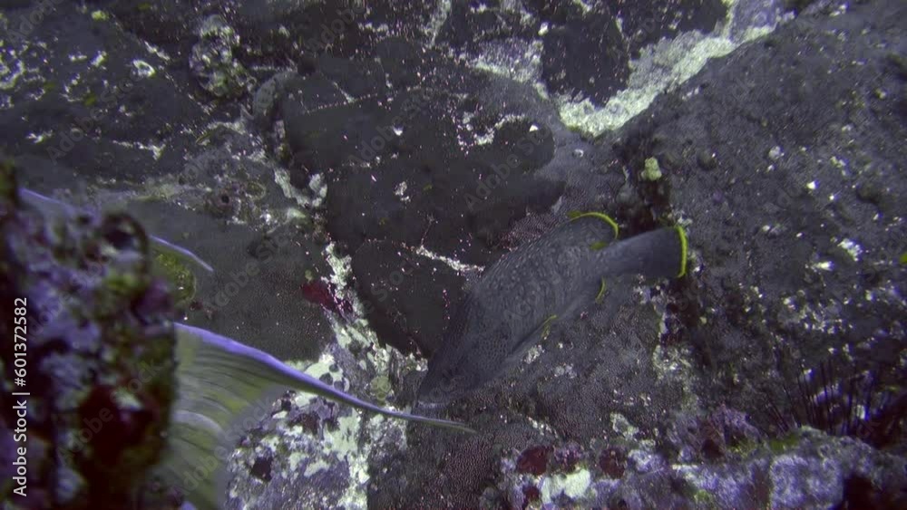 Close-up underwater fish gathering near coral community in Isla Del ...