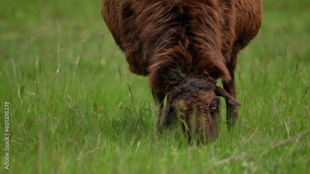 sheep lies and chews on the green screen field. beautiful farm animal ...