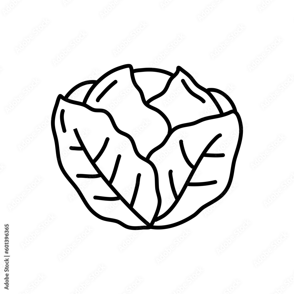 fresh cabbage doodle icon vector. vector hand drawn illustration of ...