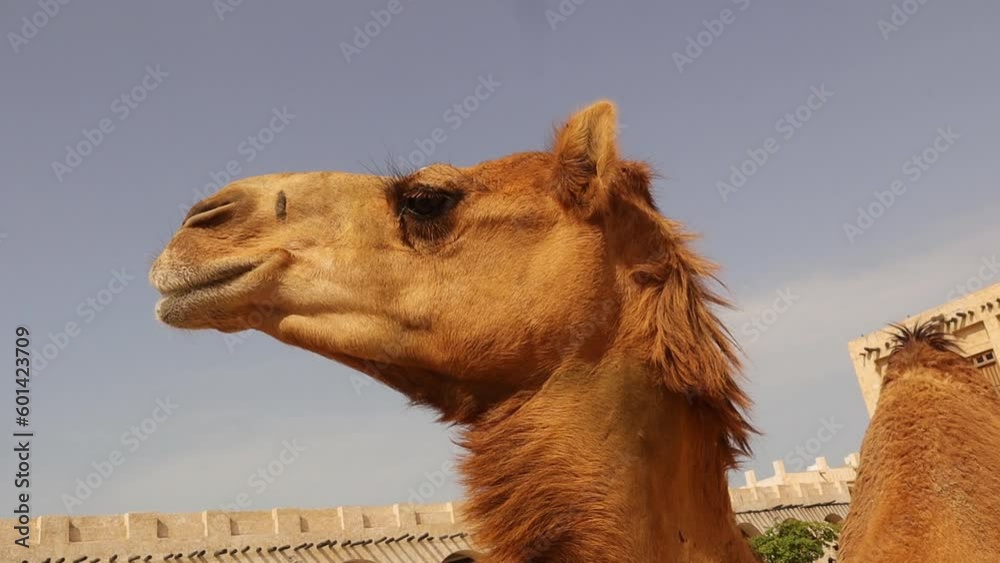 Close up Head's Arabian Camel in Doha Qatar. Middle East, Arabian Gulf ...