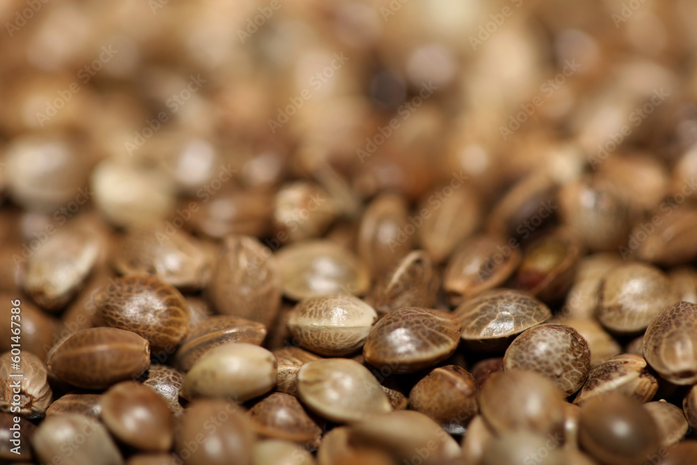 Cannabis seeds close up modern background high quality botanical ...