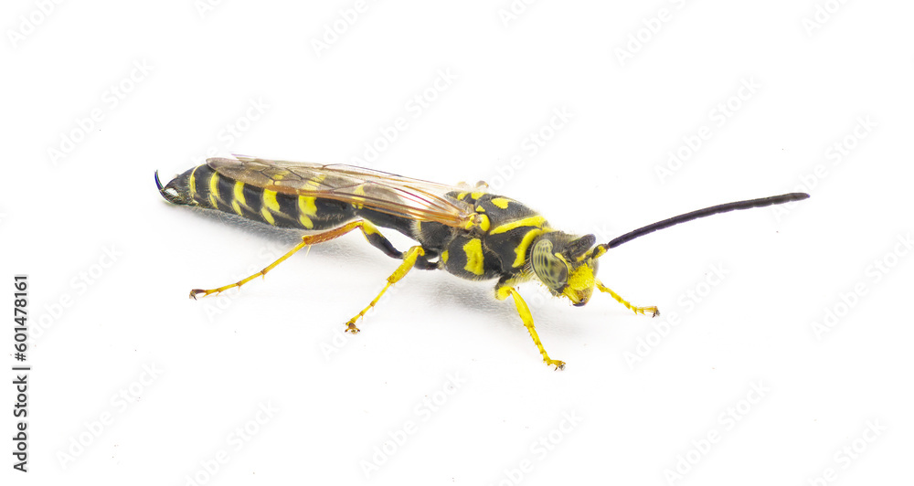 black and yellow wasp - Myzinum maculatum - male isolated on white ...