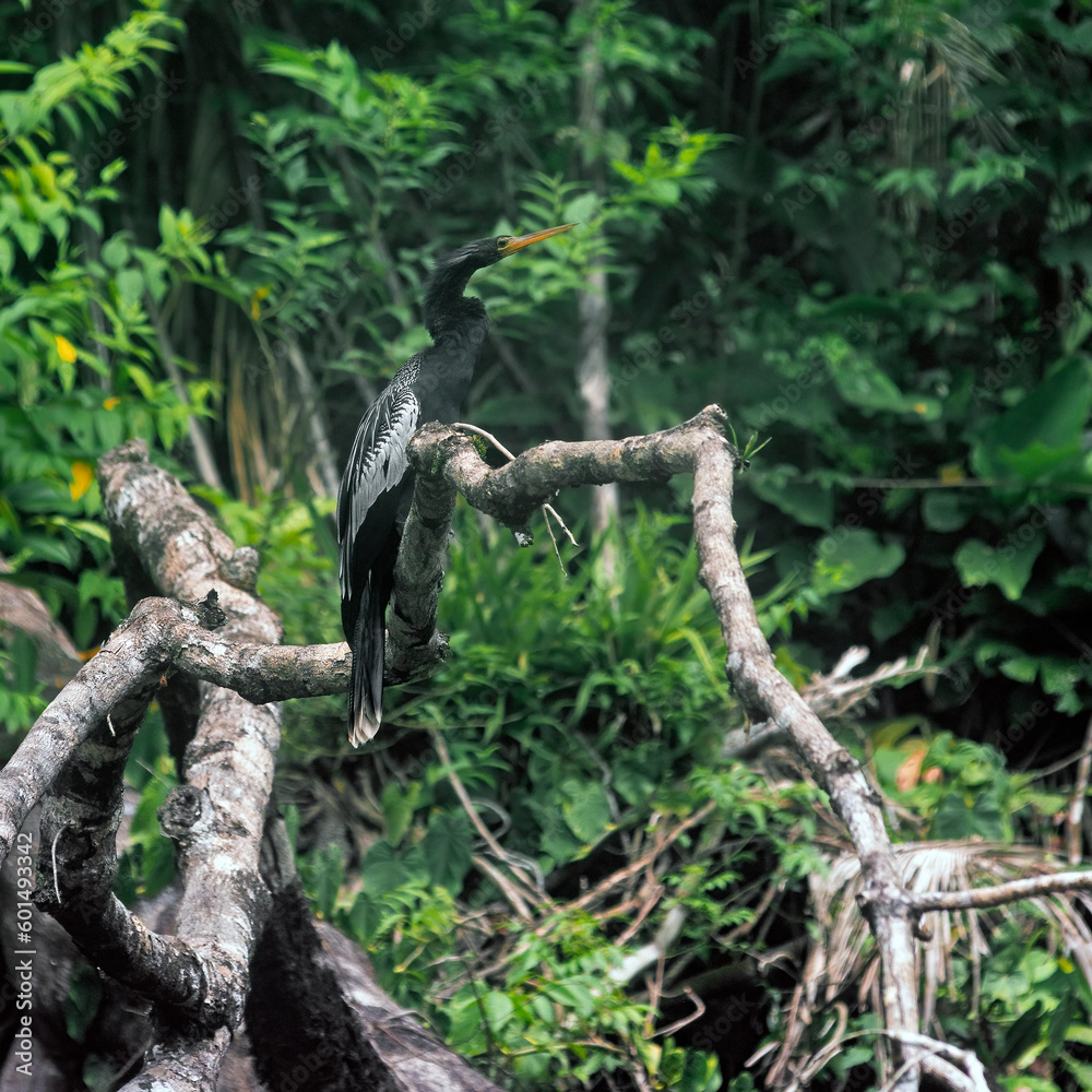 Anhinga (snake bird) adult male resting and drying his feathers in the ...