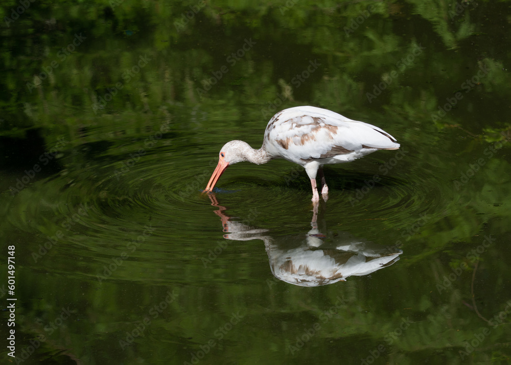 Young ibis with white feathers, brown patches, and a pink bill is ...