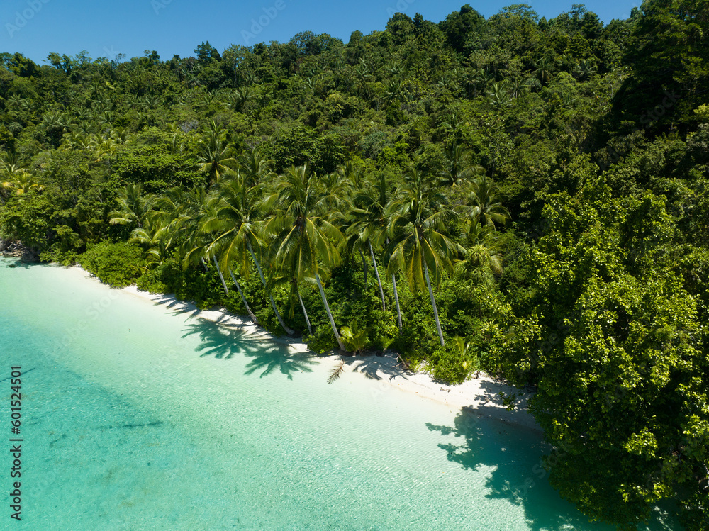 Palm trees grow along a scenic beach off the coast of West Papua ...