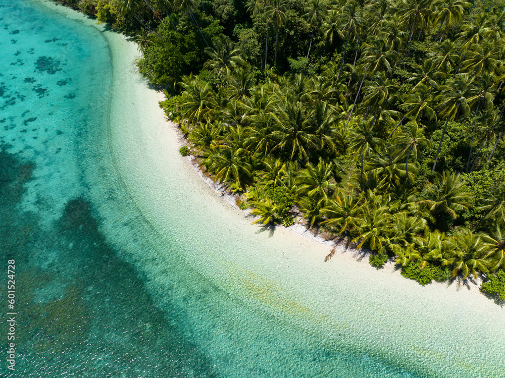 Palm trees grow along a scenic beach off the coast of West Papua ...