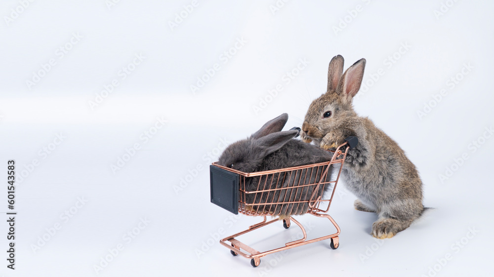 Adorable rabbit ears bunny pushing shopping cart with newborn gray ...