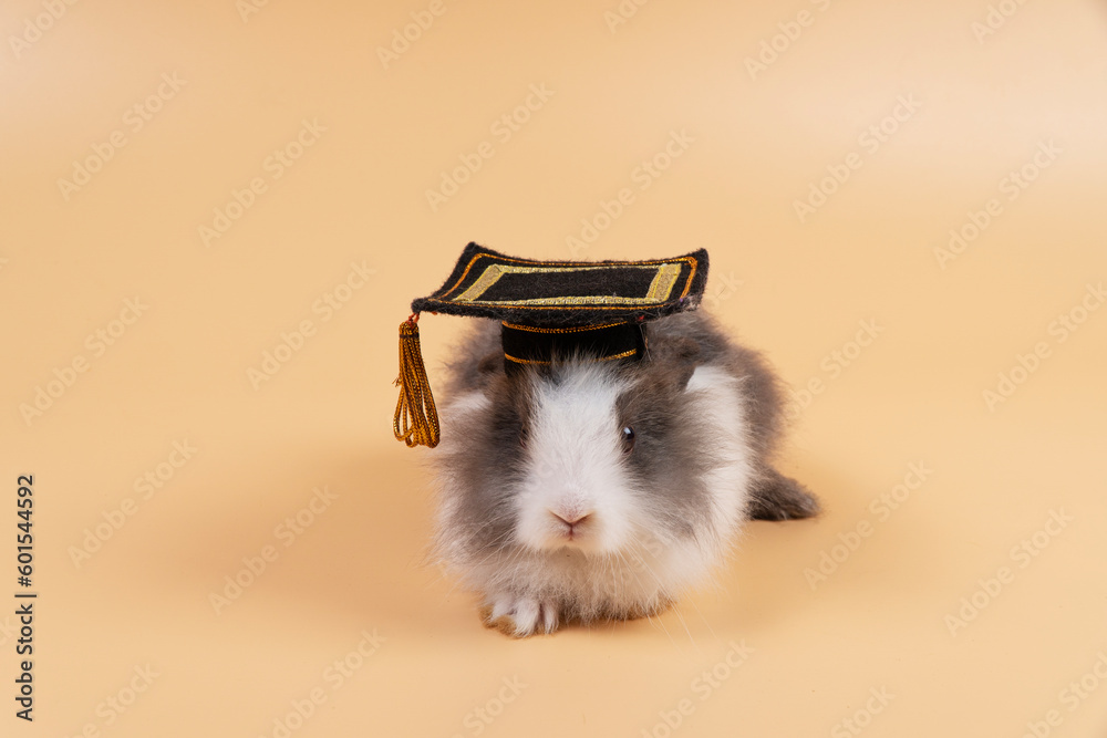 Lovely bunny rabbit easter wearing graduation cap while sitting over ...