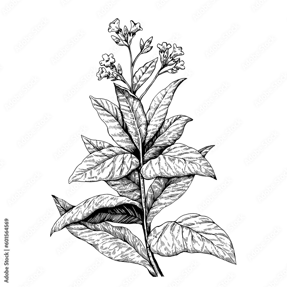 Detailed botanical illustration of Cultivated tobacco, Nicotiana ...