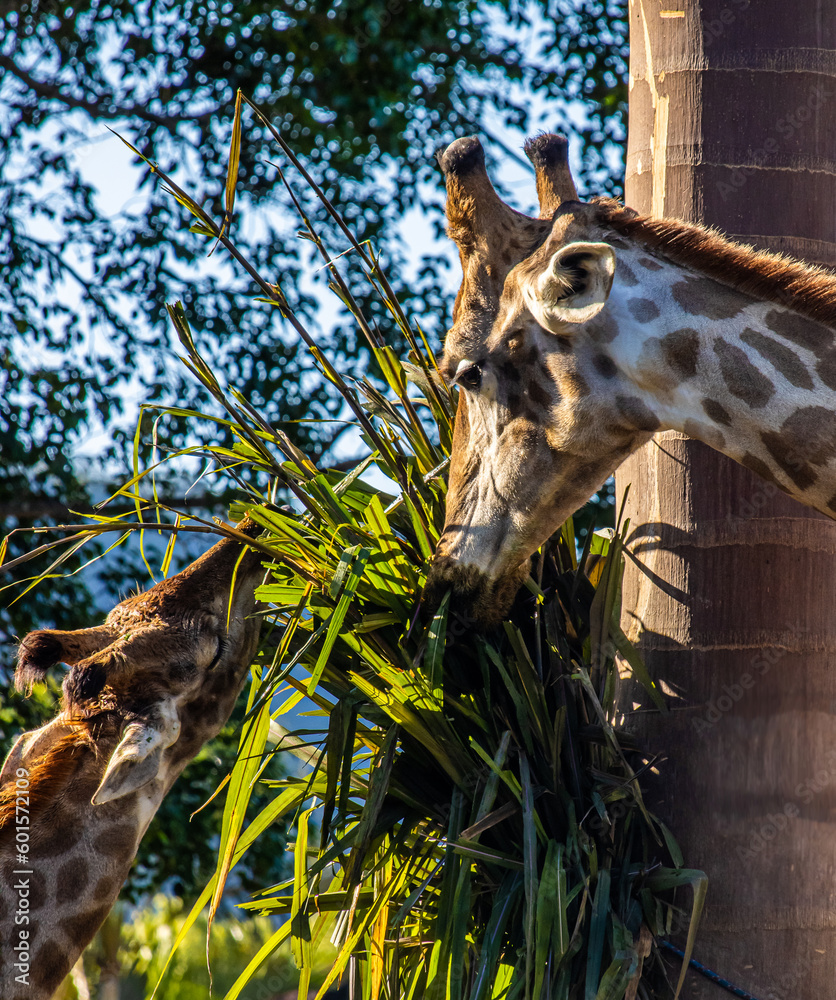 Girafa Adulta e seu Filhote Comendo ( Adult Giraffe and her Baby Eating ...