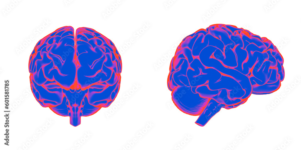 Stylized 3D Illustration of a Human Brain - Front and Side Views Stock ...