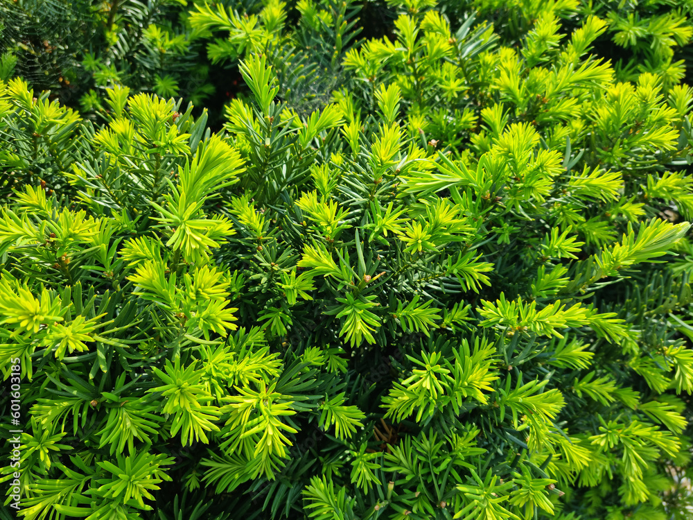 Taxus baccata close up. Green branches of yew tree(Taxus baccata ...