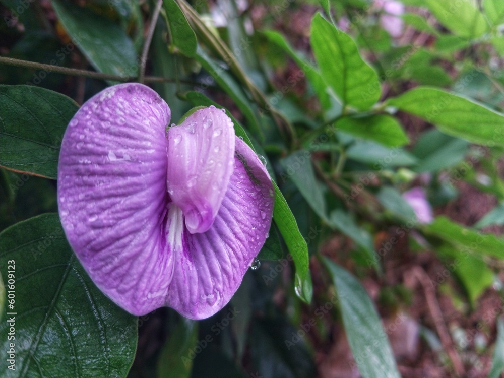 Centrosema pubescens Benth,Centrosema,Spurred Butterfly Pea,Centrosema ...