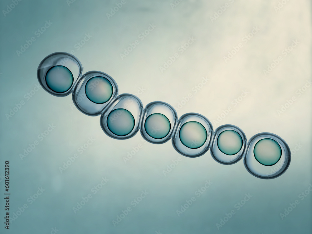 Cells division process, Cell divides into two cells Stock Photo | Adobe ...