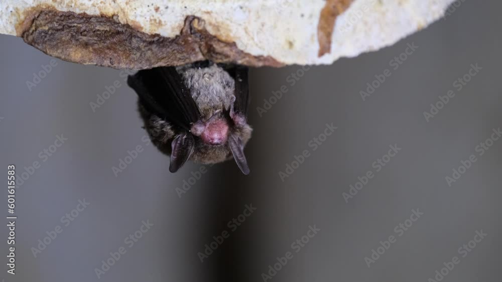 Hanging on a cave ceiling shaking its body as the camera tilts to ...