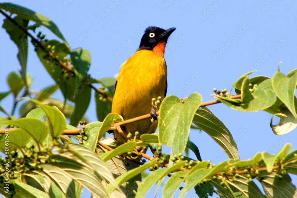 Black crested bulbul-, Rubigula flaviventris Goa's state bird, Goa ...